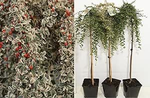 Weeping Cotoneaster Juliette Tree 4 FT Supplied in a 5L Pot : Amazon.co ...