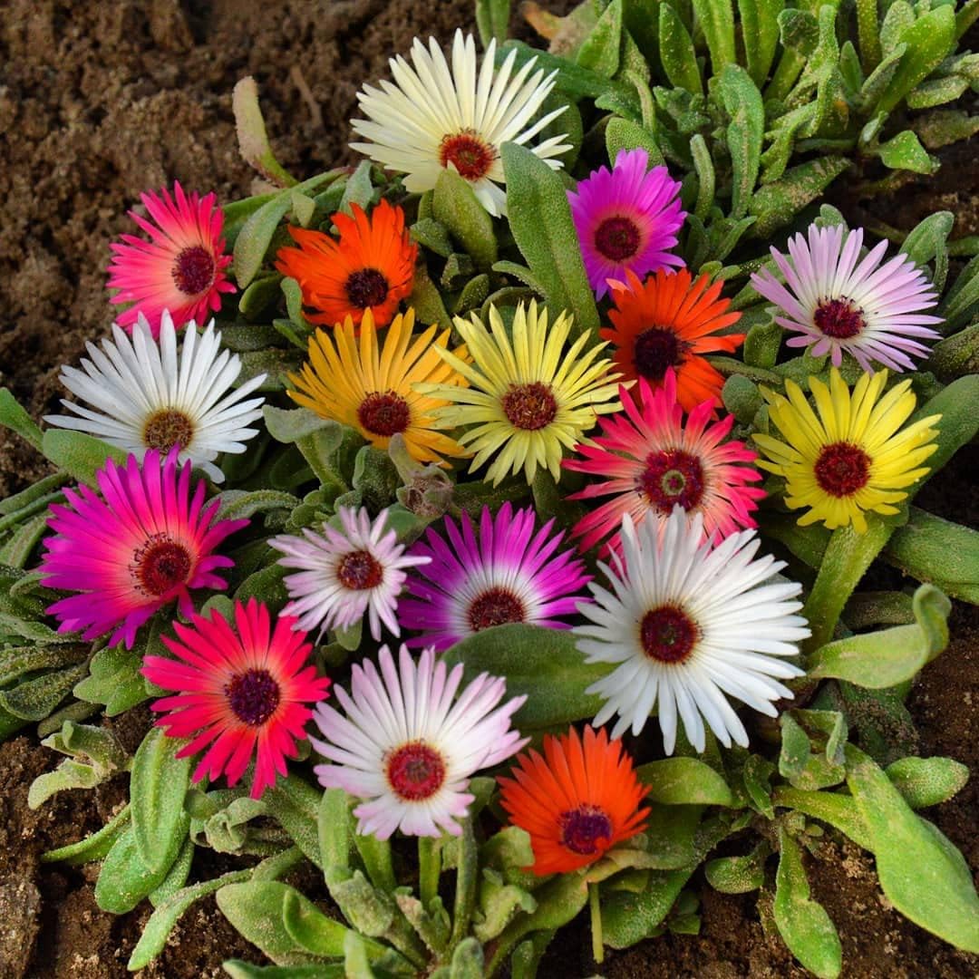 100 Livingstone Daisy Ice Plant Seeds Packet Grow Mixed Colour Flowers ...