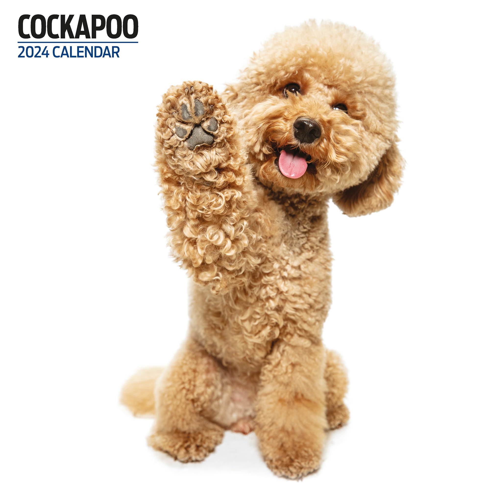Cockapoo Modern 2024 Calendar : Amazon.co.uk: Stationery & Office Supplies