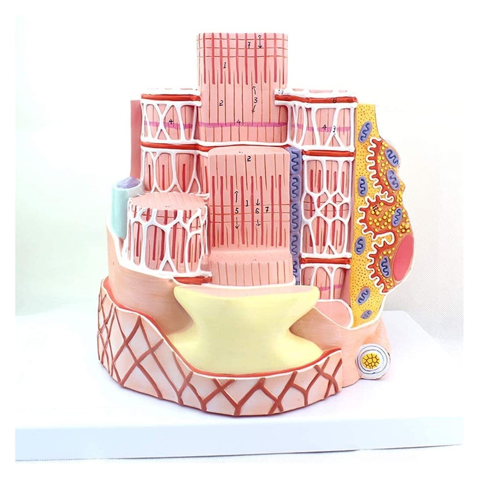 Buy Skeletal Muscle Fiber Microanatomy Model Zoom in 40 000X Skeletal ...