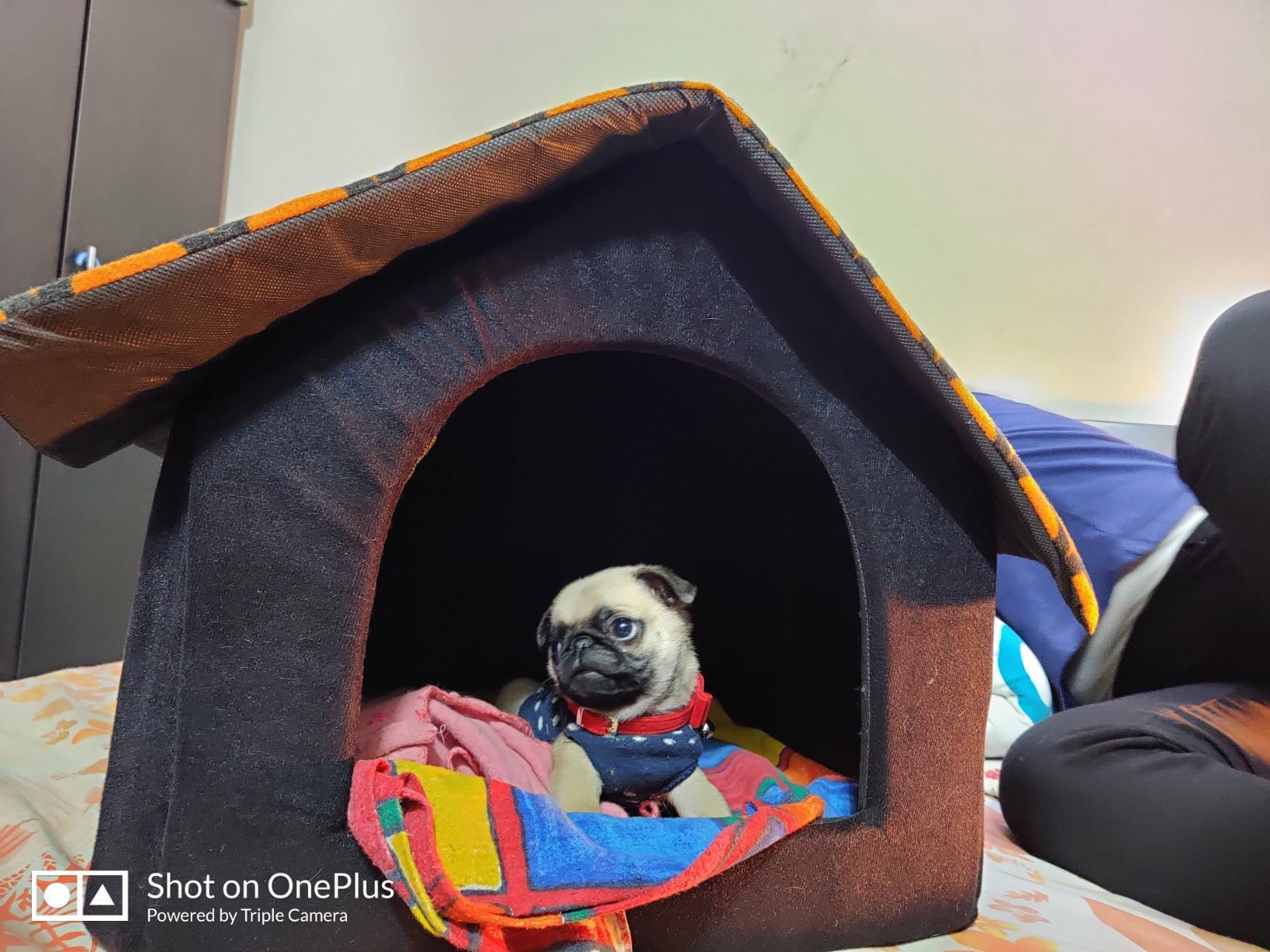 The DDS Store Foldable Cat House,Cat Cube Cave,Cat Bed for Indoor Cats ...