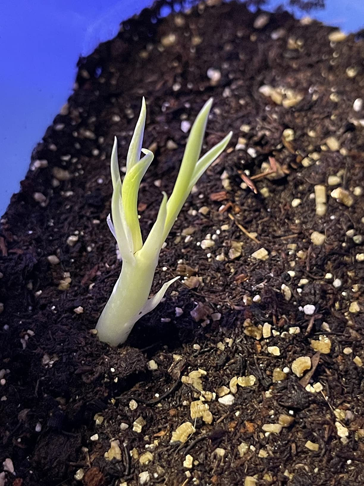 Amazon.com : 10 Dragon Blood Seeds, Dragon Tree Seeds - 10 Seeds ...