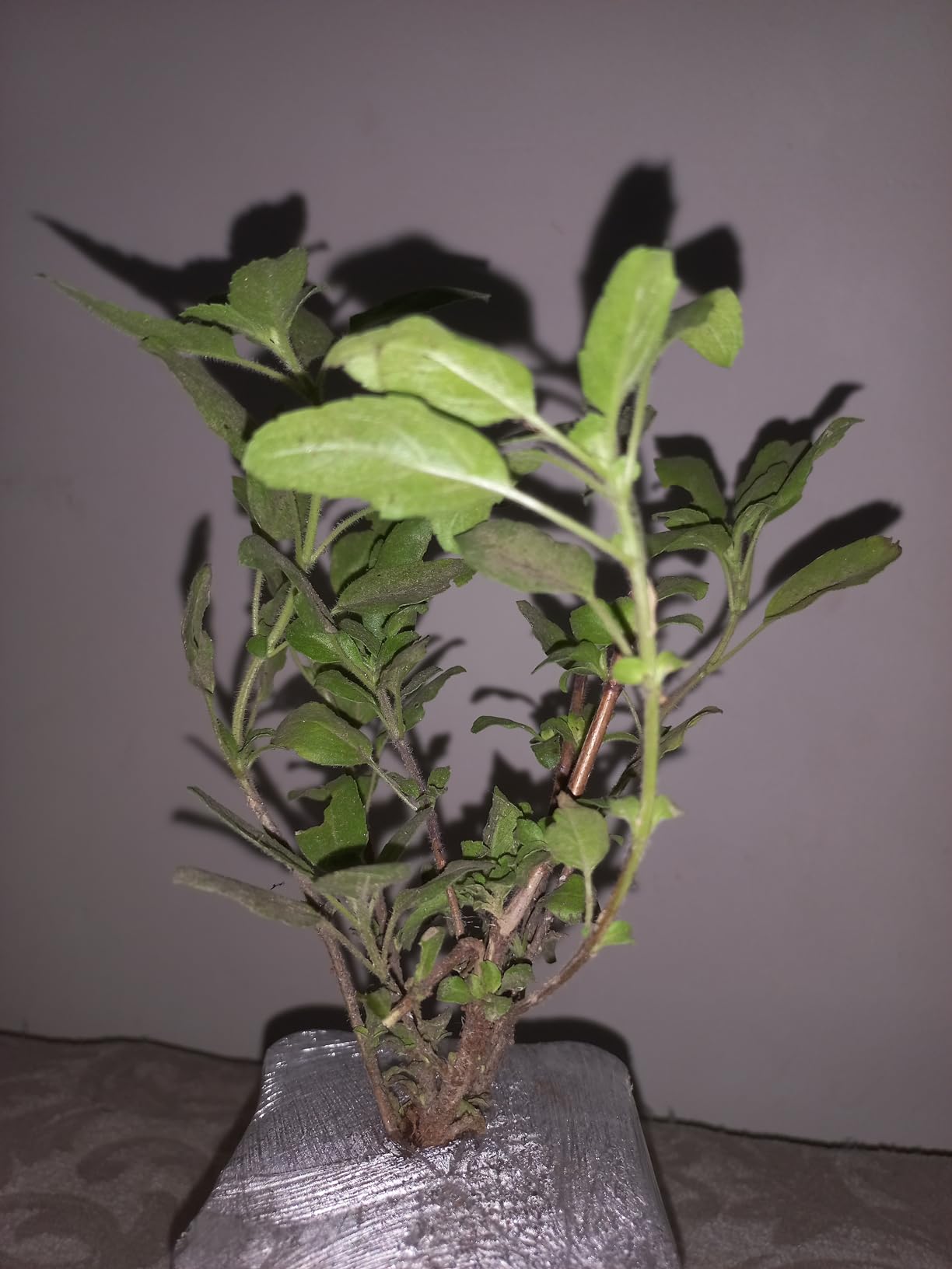 EverSneh Live Set Of 2 Real Rama Syama Ayurvedic Tulsi Plants Kali Hari ...