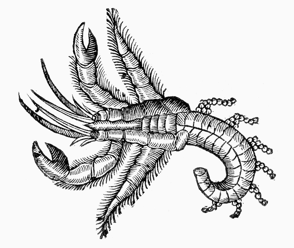 Hermit Crab Without Shell Drawing