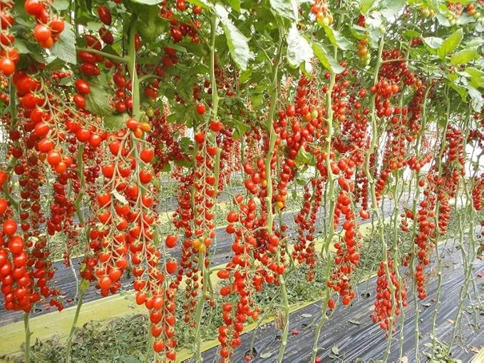 Amazon.com : SeedsUP - 50+ Seeds Vine Tomato - Vegetable Red : Patio ...