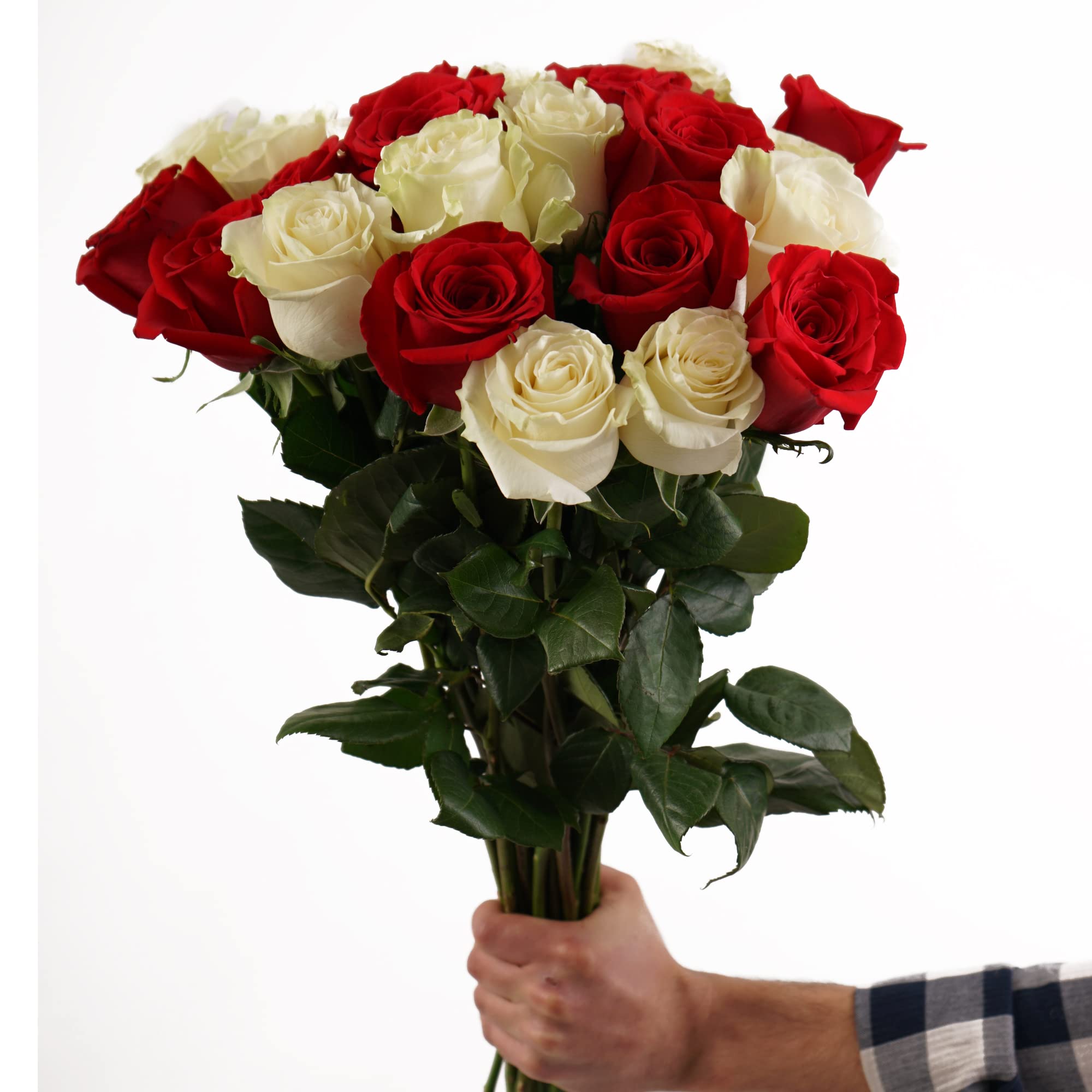 Fresh Rose Varieties