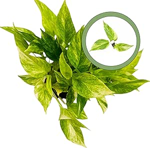 Amazon.com : Neon Queen pothos Starter Plant : Patio, Lawn & Garden