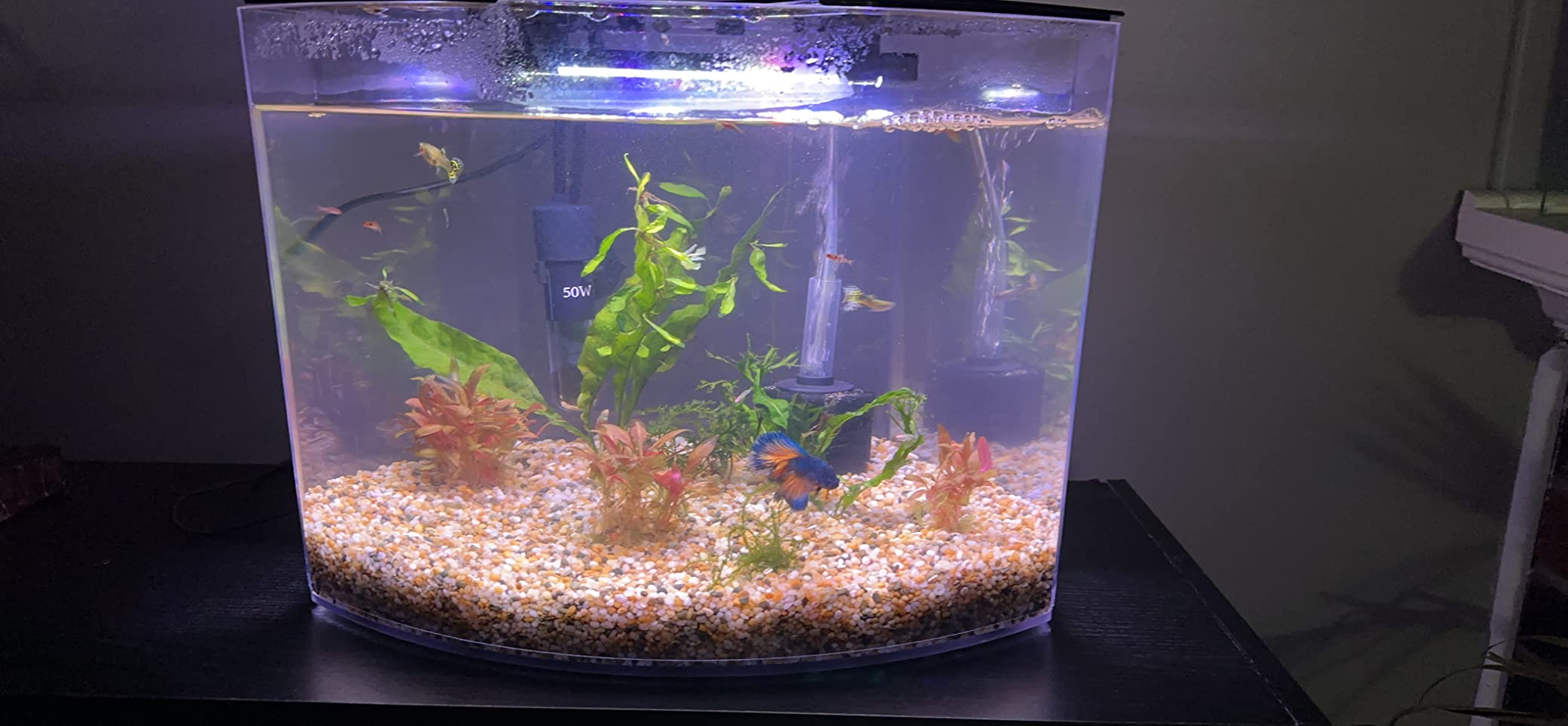 $20/mo - Finance Tetra Crescent STEM Aquarium Kit 3 Gallons, Curved ...