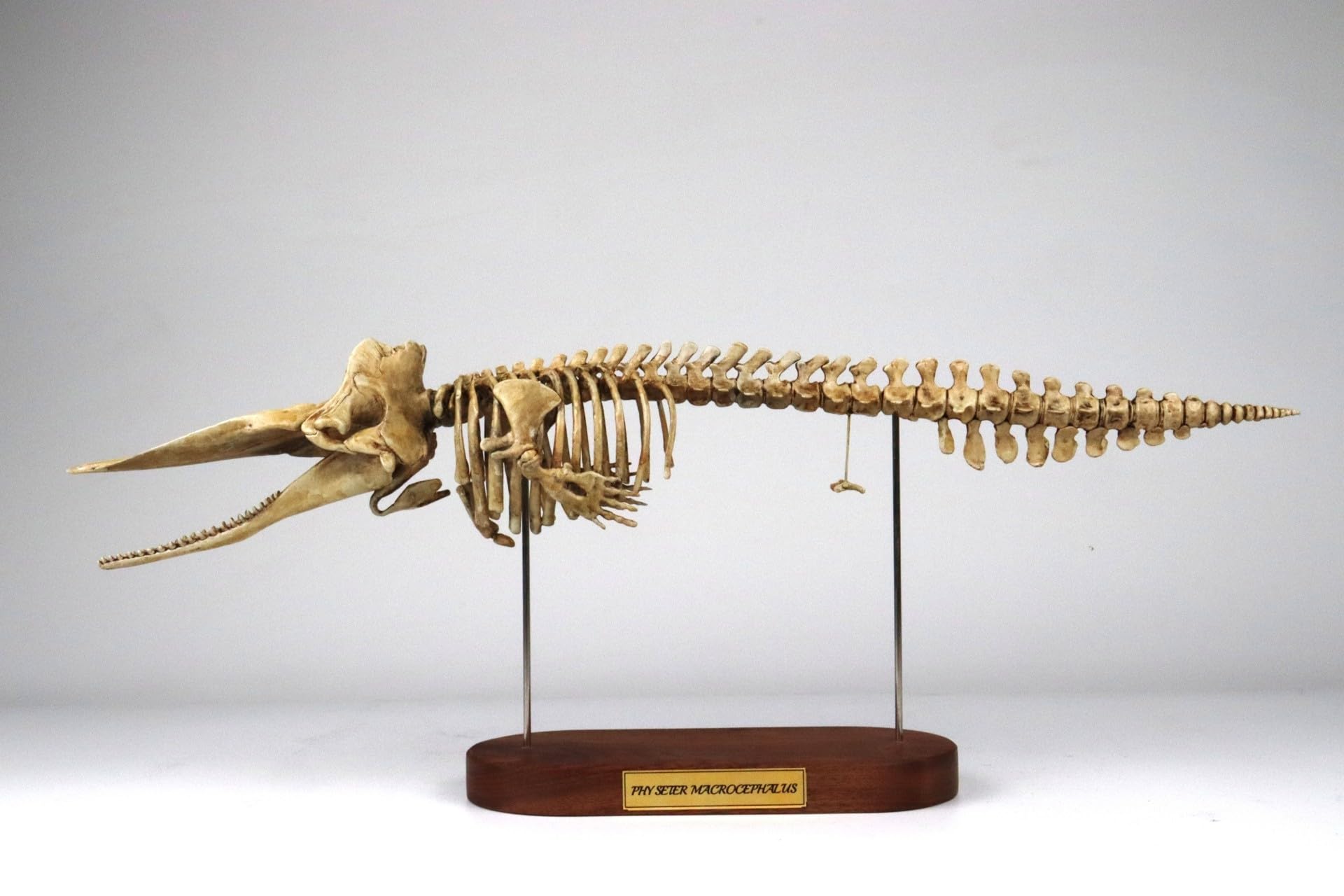 Sperm Whale Skeleton Diagram