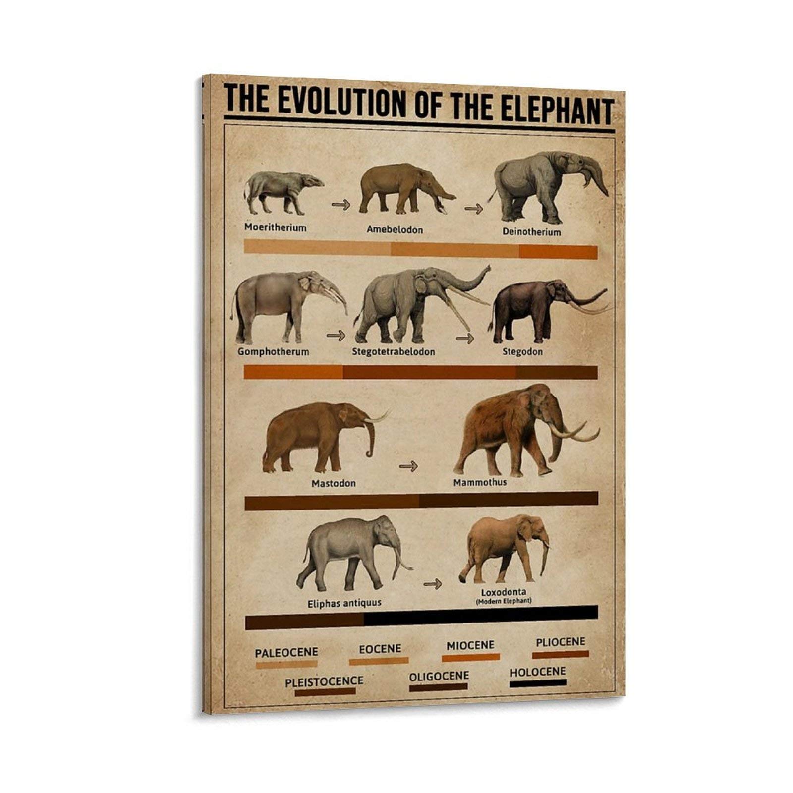 Elephant Evolution Chart