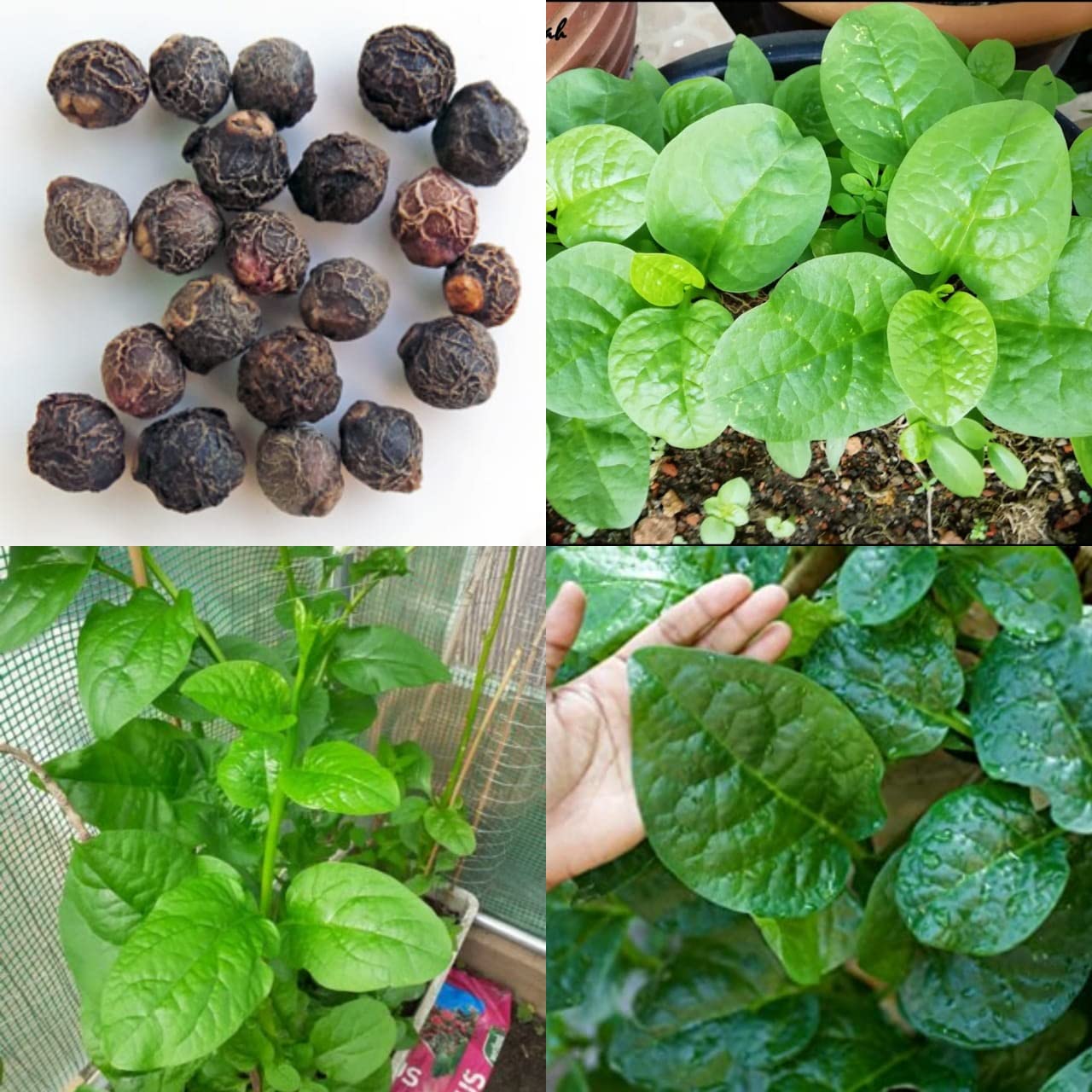 Natura Greenhouse Hybrid Green malabar Spinach Seeds (100 Hybrid Seeds ...