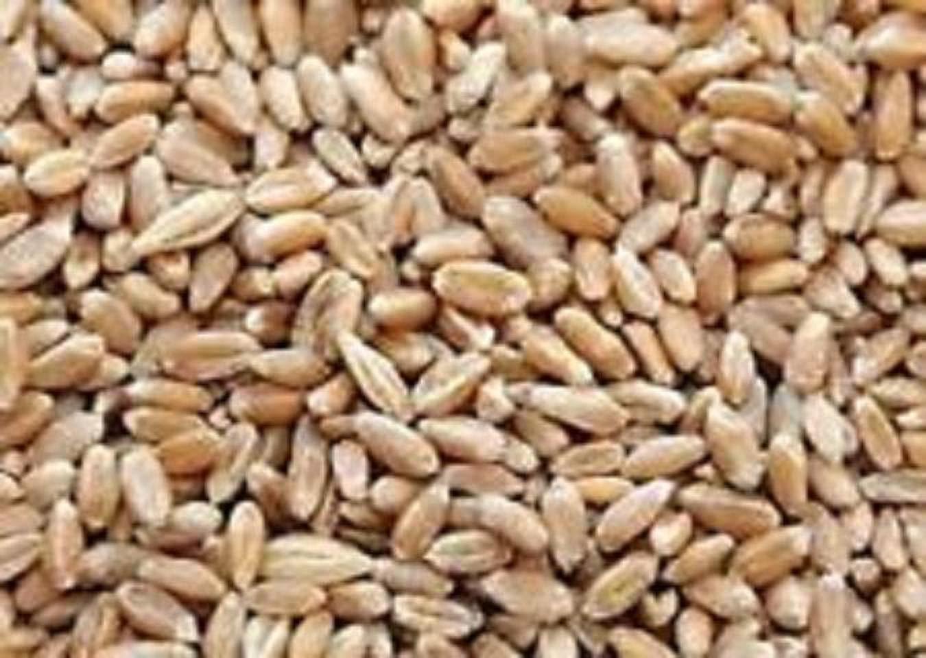 Amazon.com : Sadaf Unpelted Wheat - Sabzeh Sprouting Wheat - Germinado ...