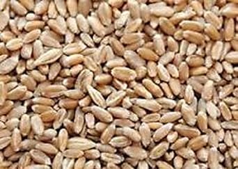Amazon.com : 10LBS Cover Crop Wheat (winter wheat) : Soil And Soil ...