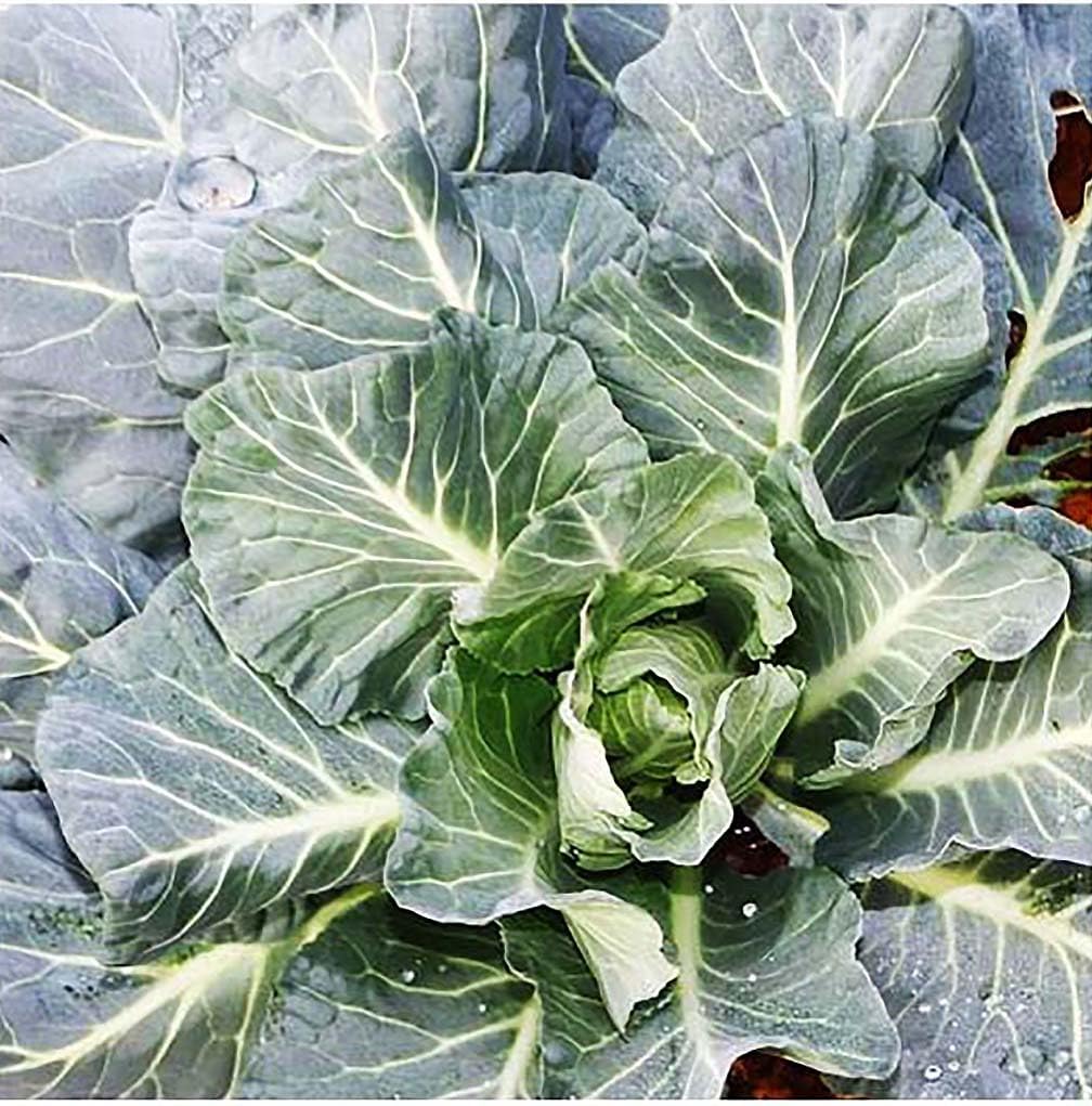 Amazon.com : Morris Heading Collard Seeds - Blue-Green Cabbage-Like ...