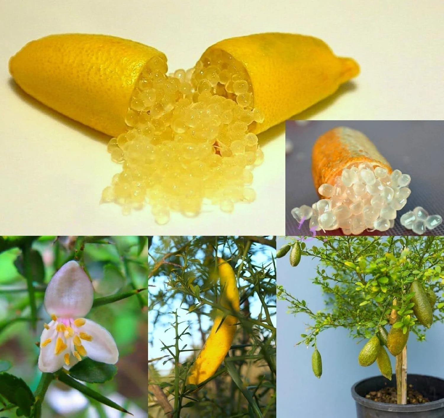 M-Tech Gardens Rare Hybrid Lemon " Australian Finger Lemon " Exotic 10 ...