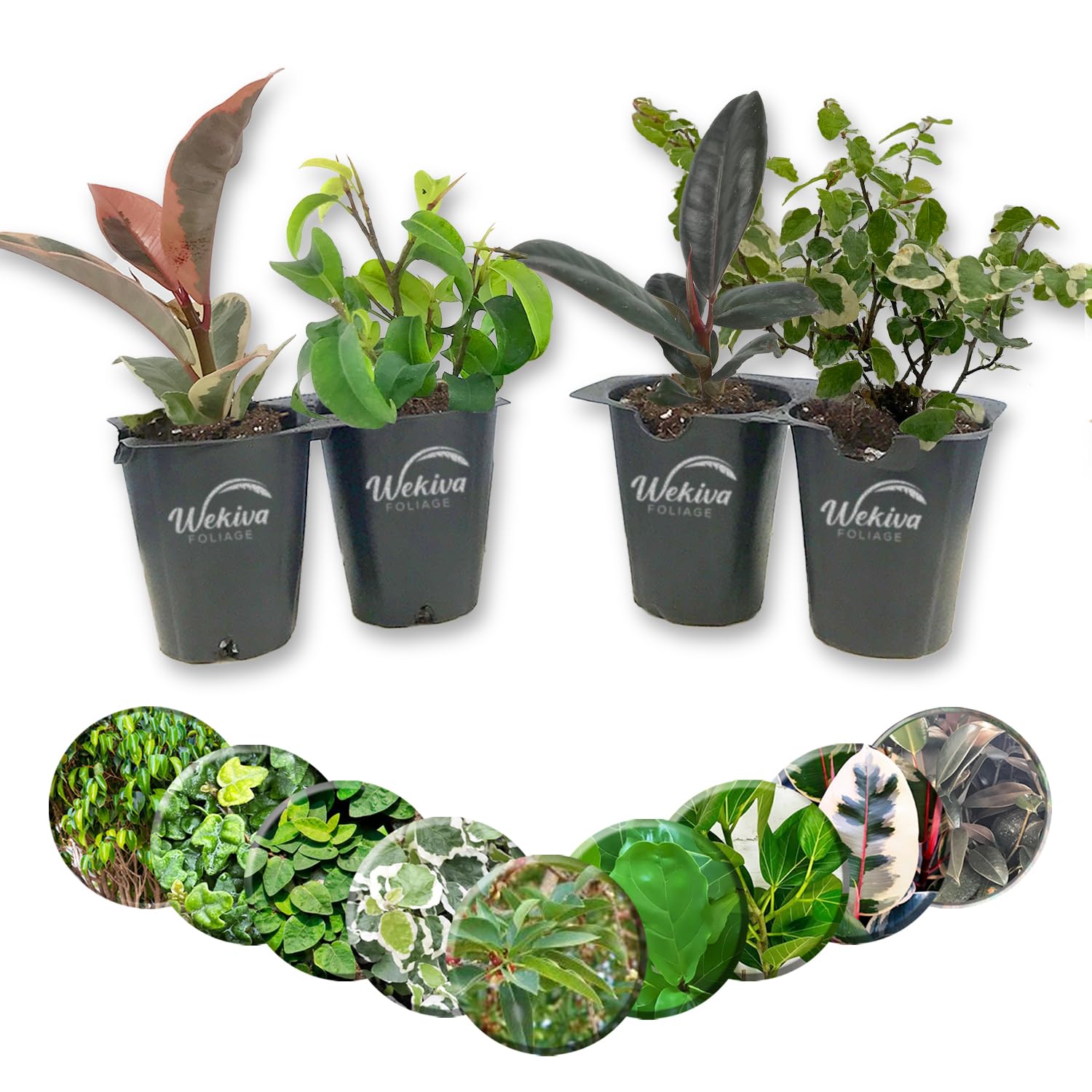Amazon.com : Ficus Tree Variety 4-Pack - 4 Live Starter Plants in 2 ...