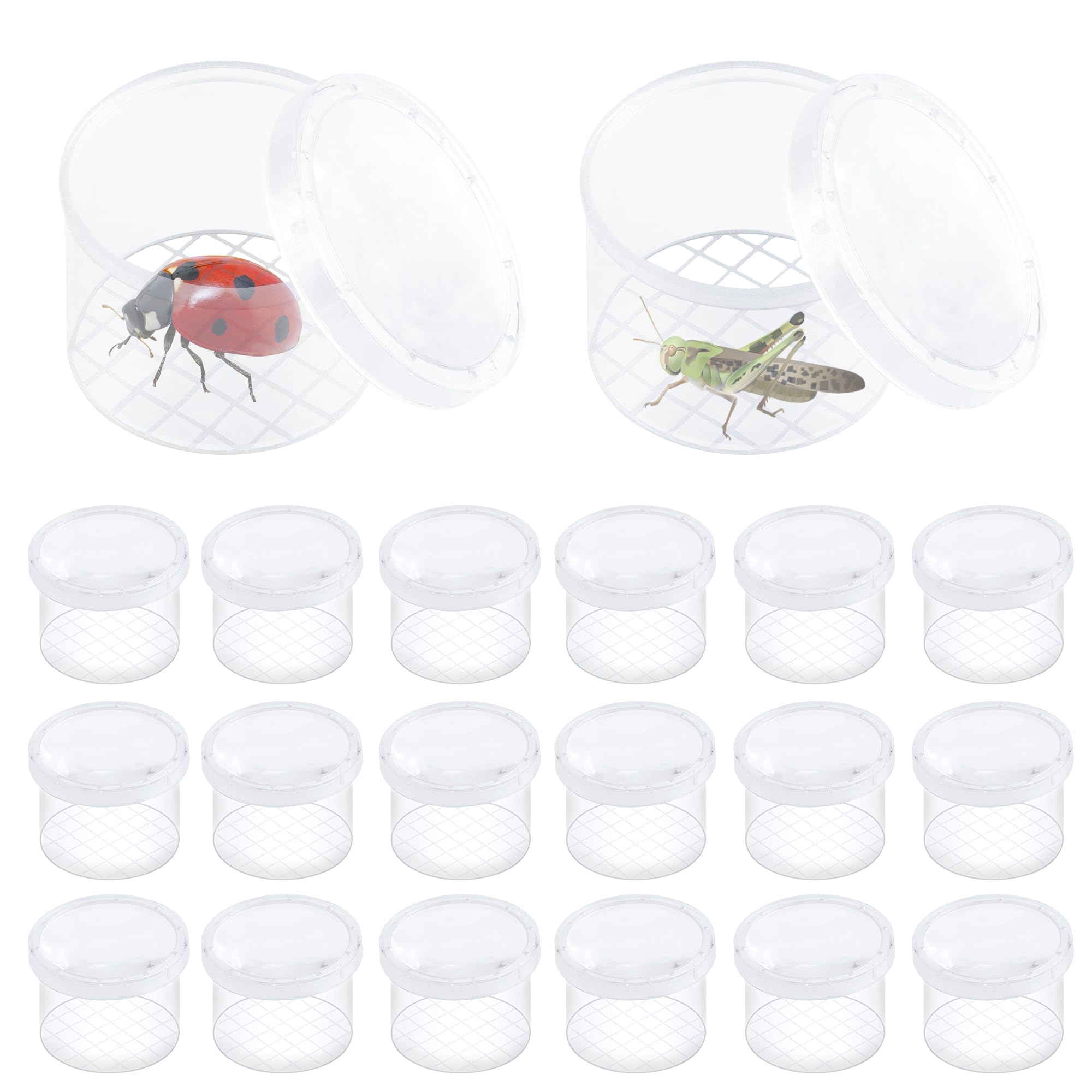 caja de insectos para niños – MundoAnimal