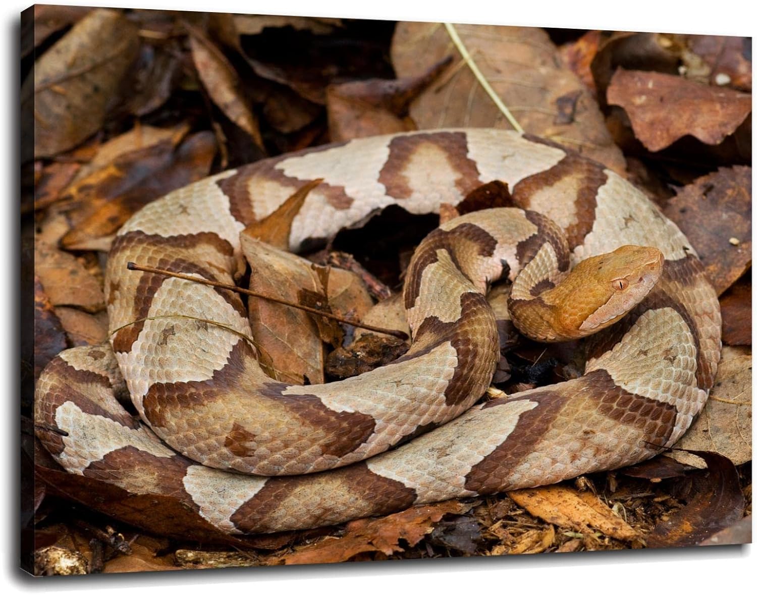 Amazon.com: Copperhead Snake Poster Wild Animal Poster Gift Wall Art ...