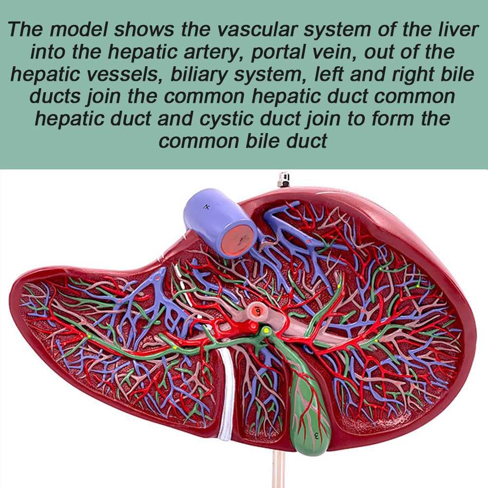 Gallbladder Model Labeled Model Of Liver And Gallbladder Diagram