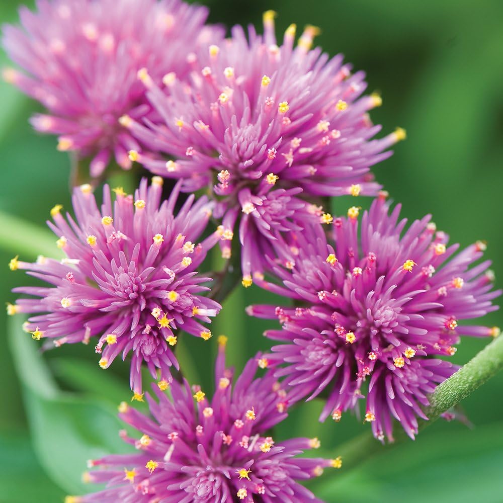 Amazon.com : Burpee Fireworks Gomphrena Seeds 30 seeds : Patio, Lawn ...