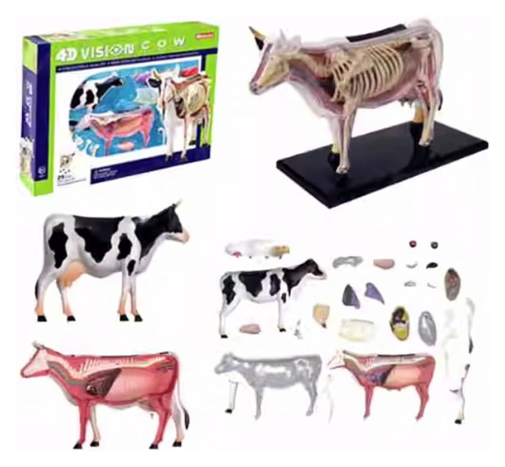 Modelos De Anatomía Animal Aula De Anatomia E Fisiologia Animal