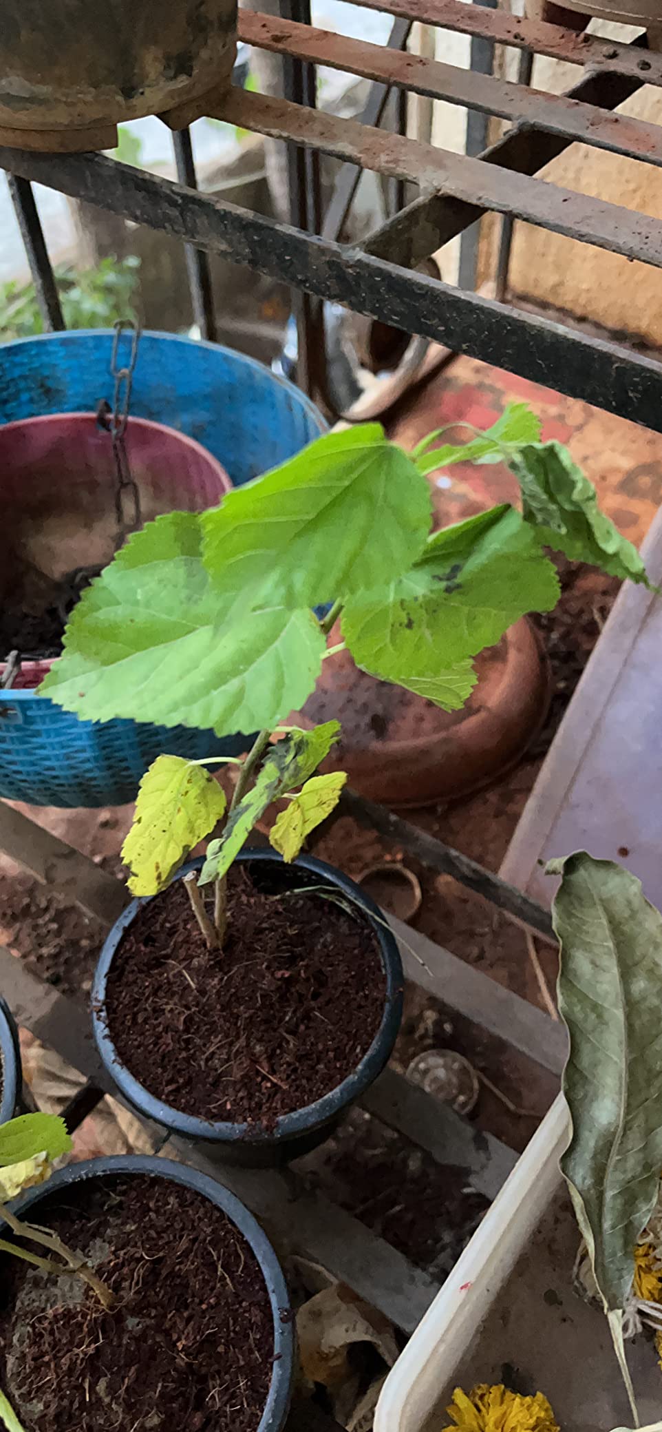 Generic Exoticflora Fruit Plants Pepper Climber Fruit Plants -Trees ...