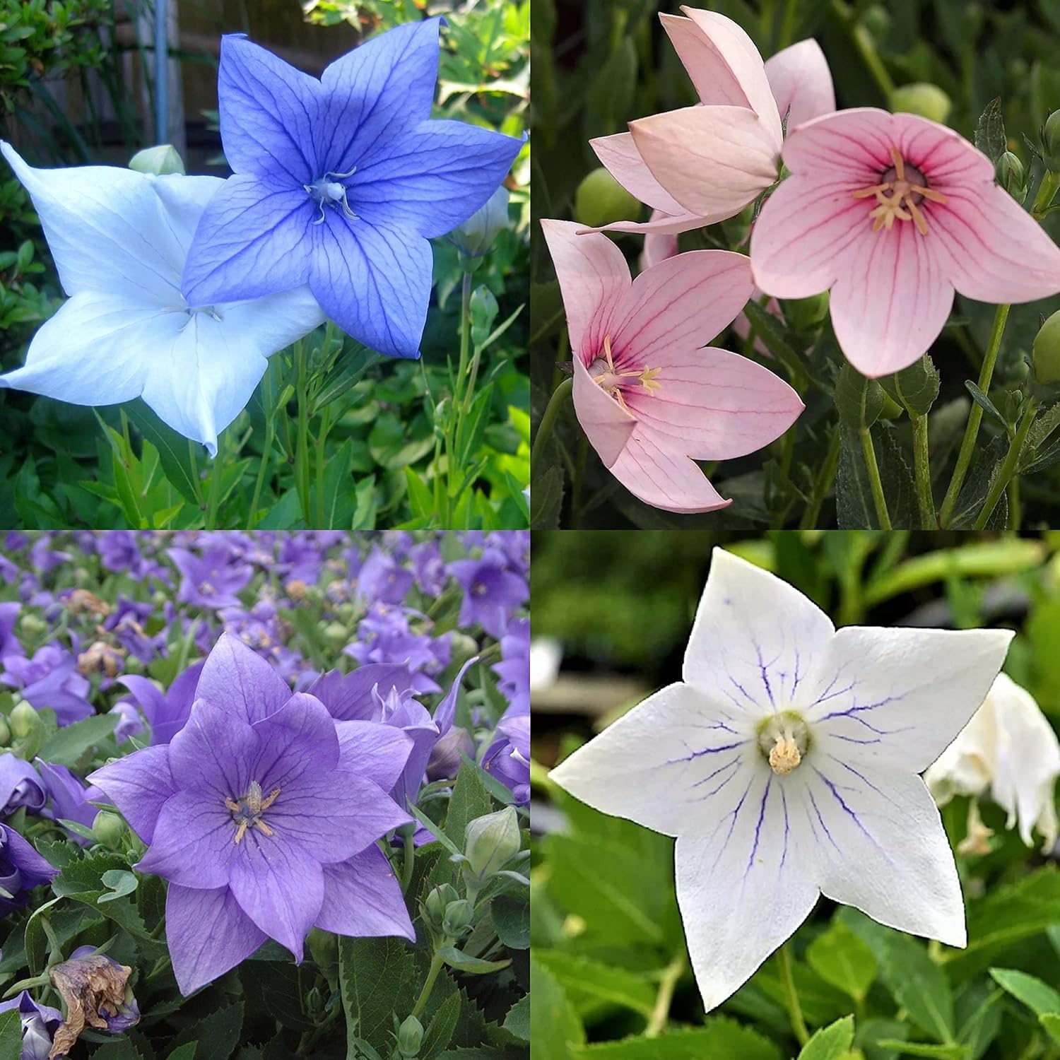 Buy 100+ - Mix Eustoma Grandiflorum Lisianthus Flower - Grow Year Round ...