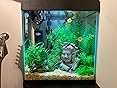 Zoo Med Floating Betta Log : Amazon.ca: Pet Supplies