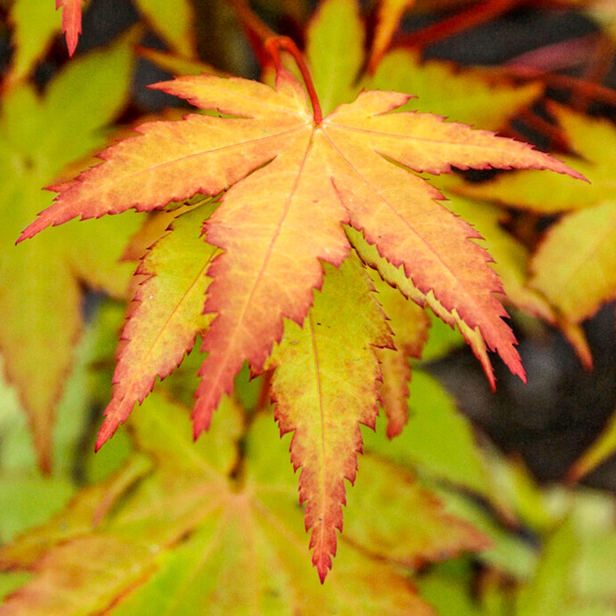 Acer Palmatum Summer Gold Japanese Maple Tree Large Outdoor Garden ...
