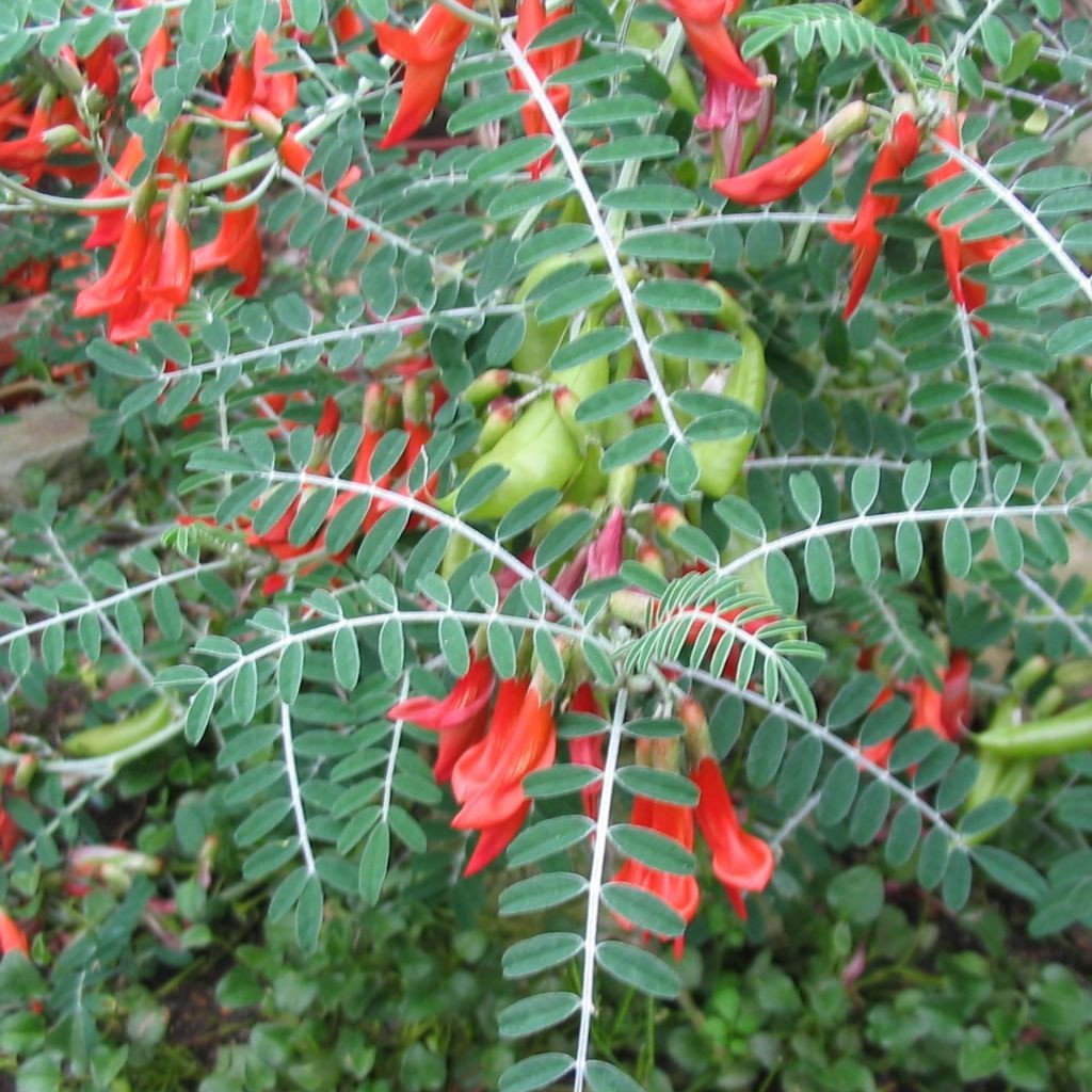 Amazon.com : Palm Beach Medicinal Herbs Cancer Bush Seeds (Sutherlandia ...