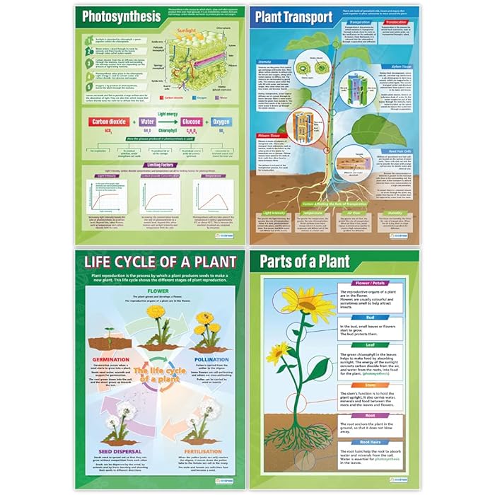 Buy Plants Posters - Set of 4 | Science Posters | Laminated Gloss Paper ...