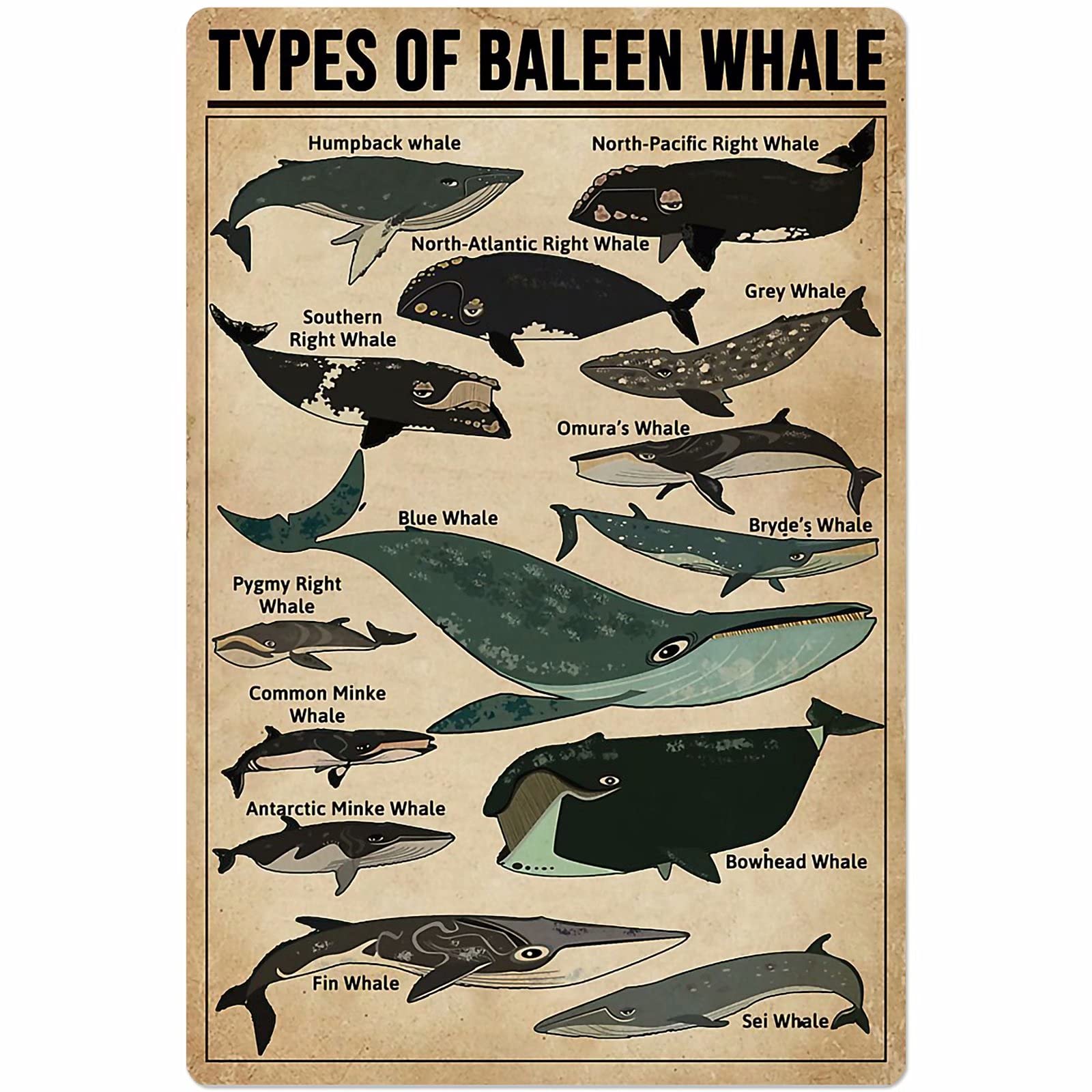 Baleen Whales Size