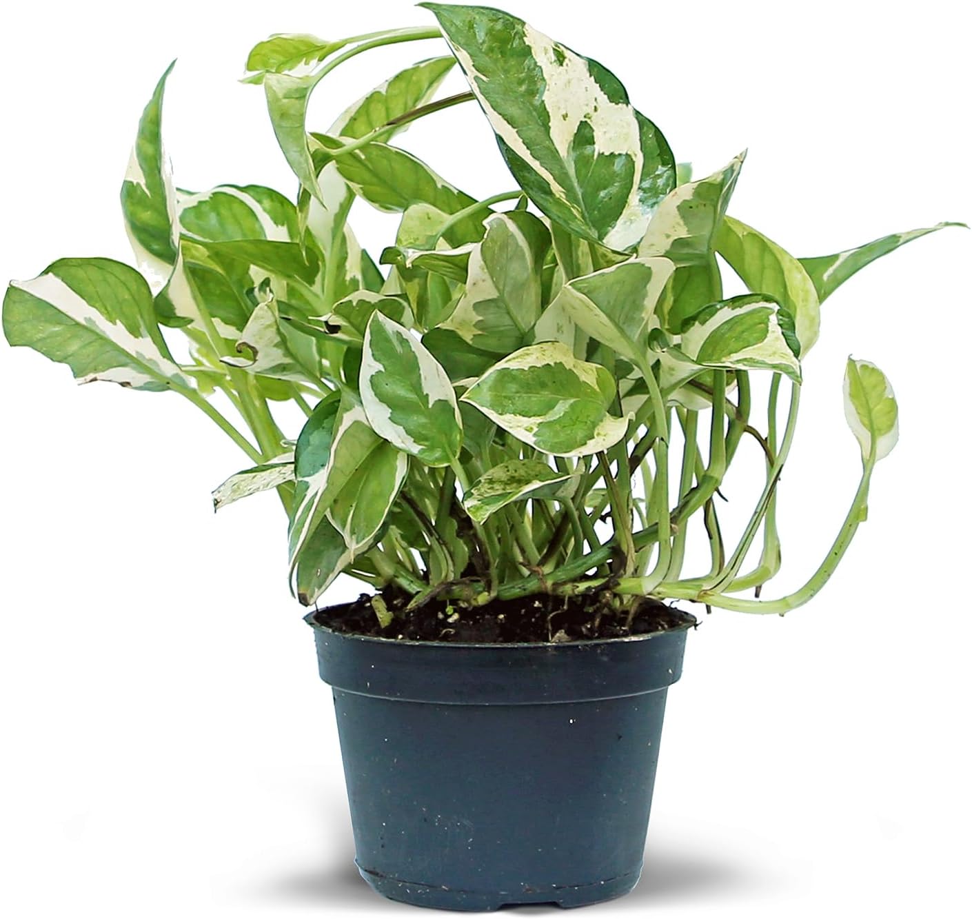 Amazon.com : Live Pearls and Jade Pothos, Pearls 'n Jade, Variegated ...