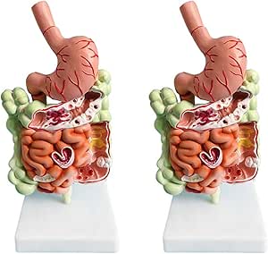 Amazon.co.jp: ddbuy 2X human digestive system model, stomach anatomy ...