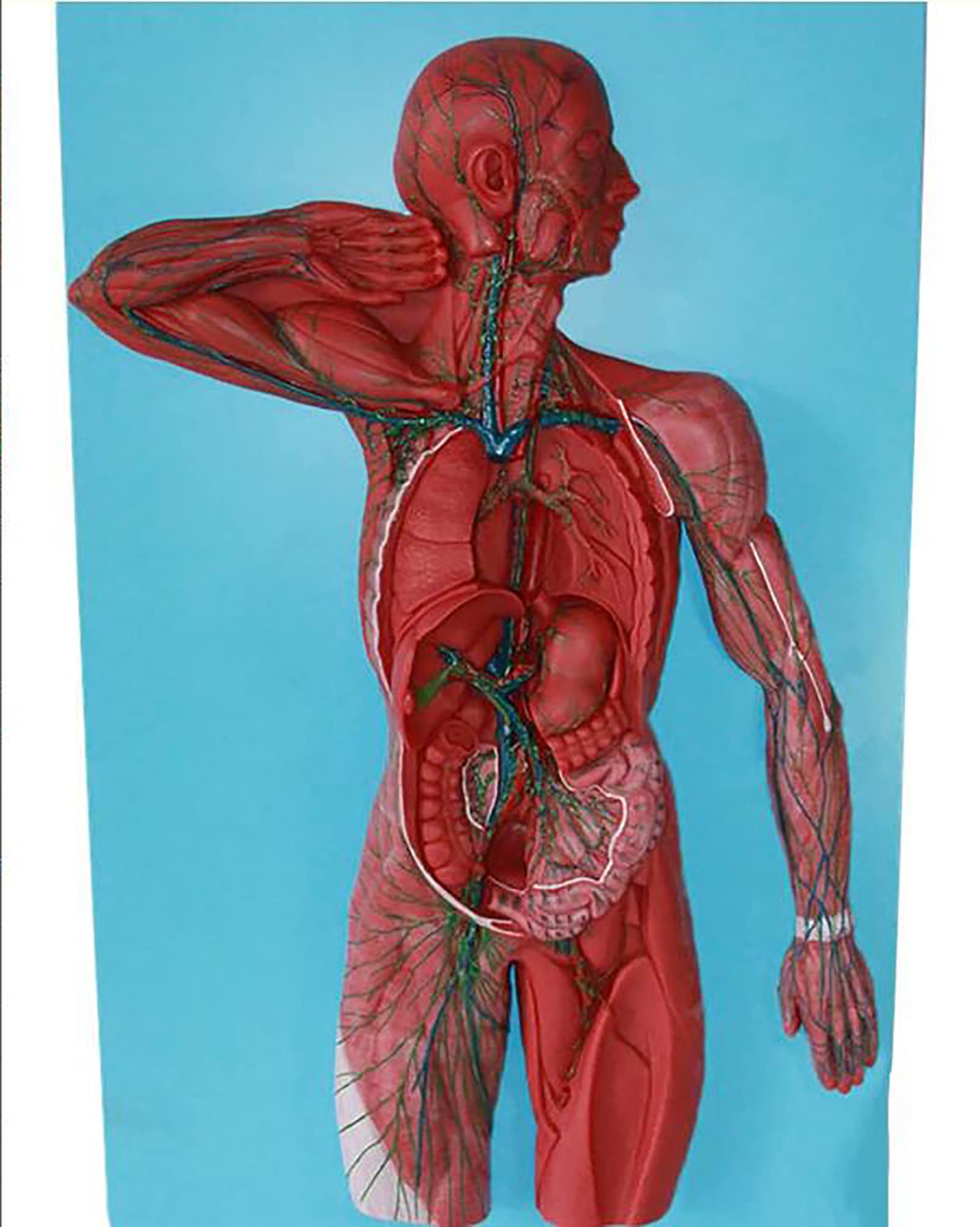 Buy Human Lymphatic System Model PVC Lymphoid Organ Anatomical Model ...