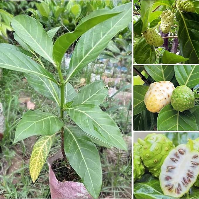 AGRO ALIVE Noni Fruit Plant Cheese Fruit Plant- 1 Healthy Live Plant ...
