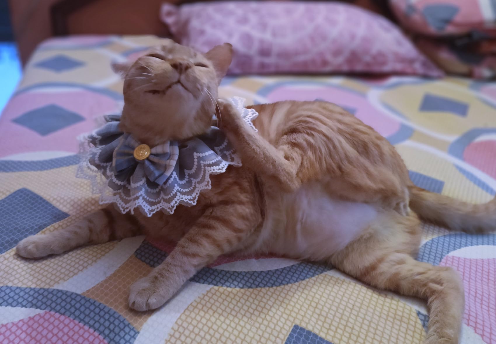 PSK PET MART Cute Bowtie Cat Dog Collar Lace Collar Pets Scarf ...