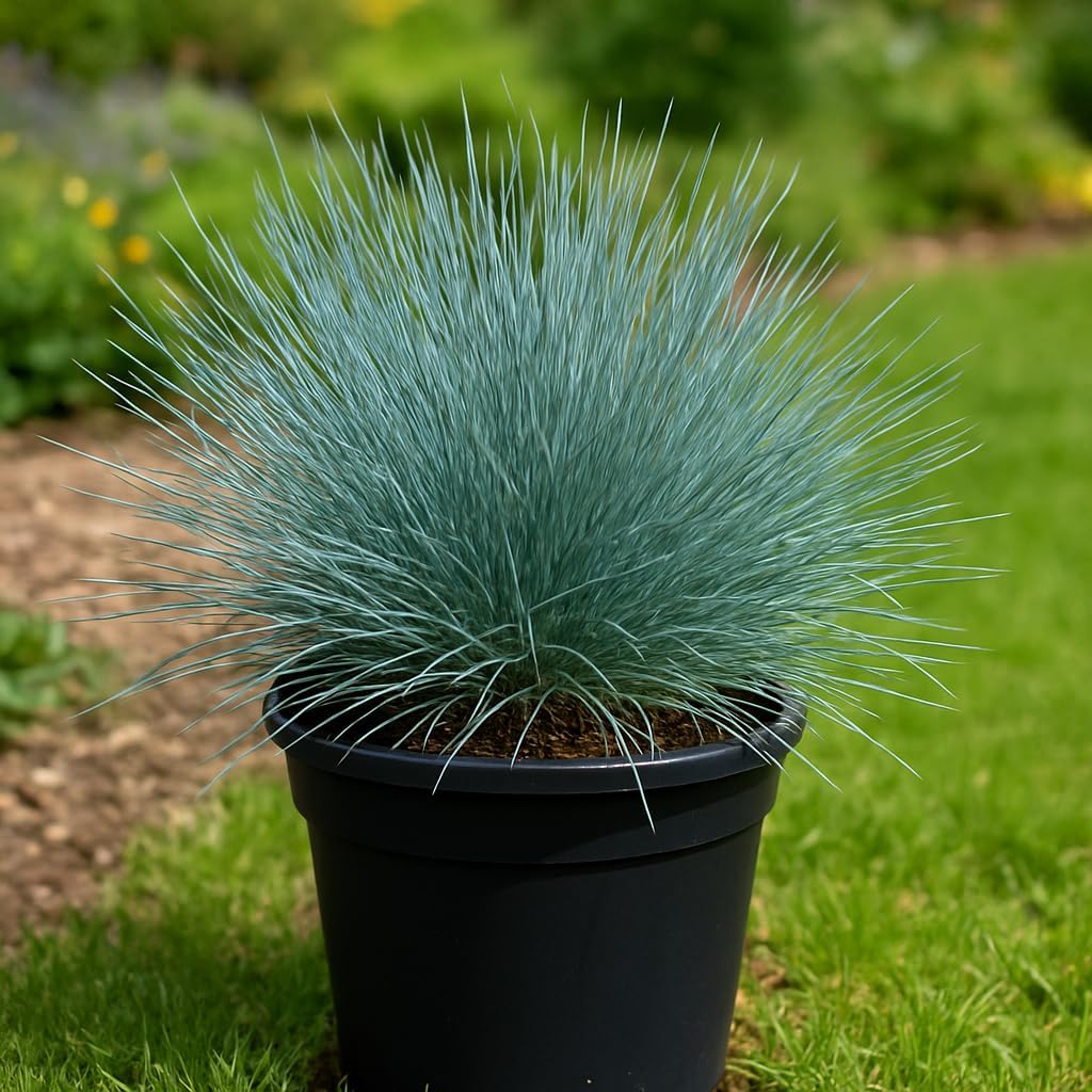 Amazon.com : Perennial Farm Festuca Glauca 'Cool As Ice' (Blue Fescue ...