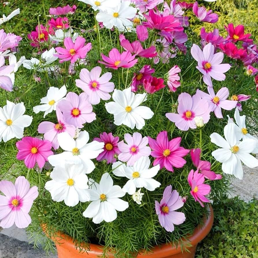 Dwarf Cosmos Early 'Vega' Mix - 300 Seeds + freebie + Plant tag (Cosmos ...