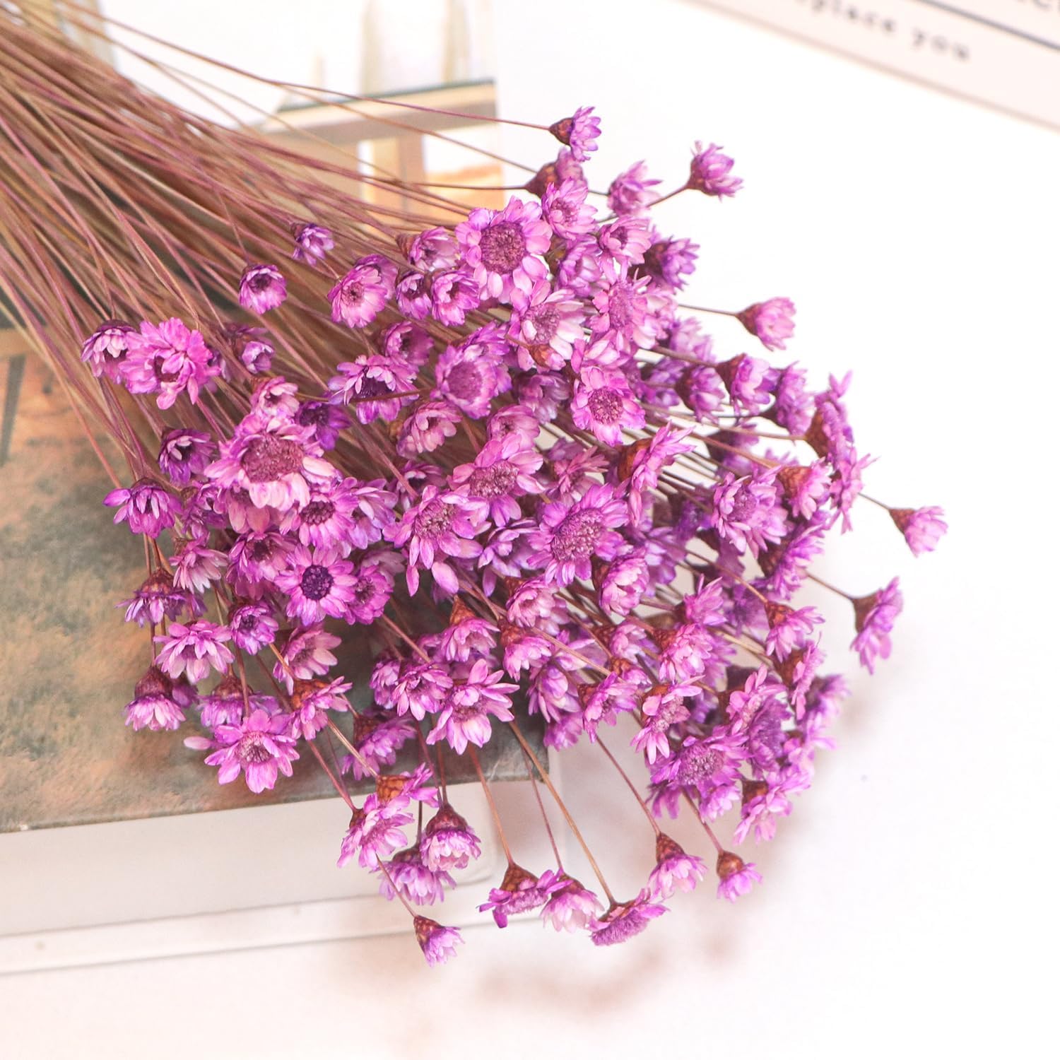Amazon.com: 200 Stems Dried Flowers Brazilian Small Star Daisy ...