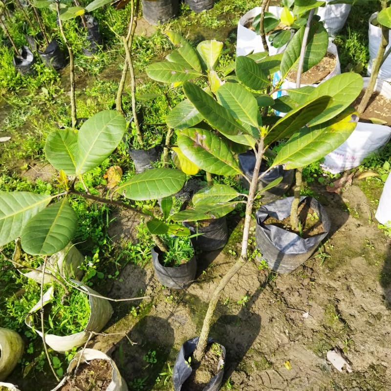 Kaju tree plant,tree plant for kaju (Pack of 2) : Amazon.in: Garden ...