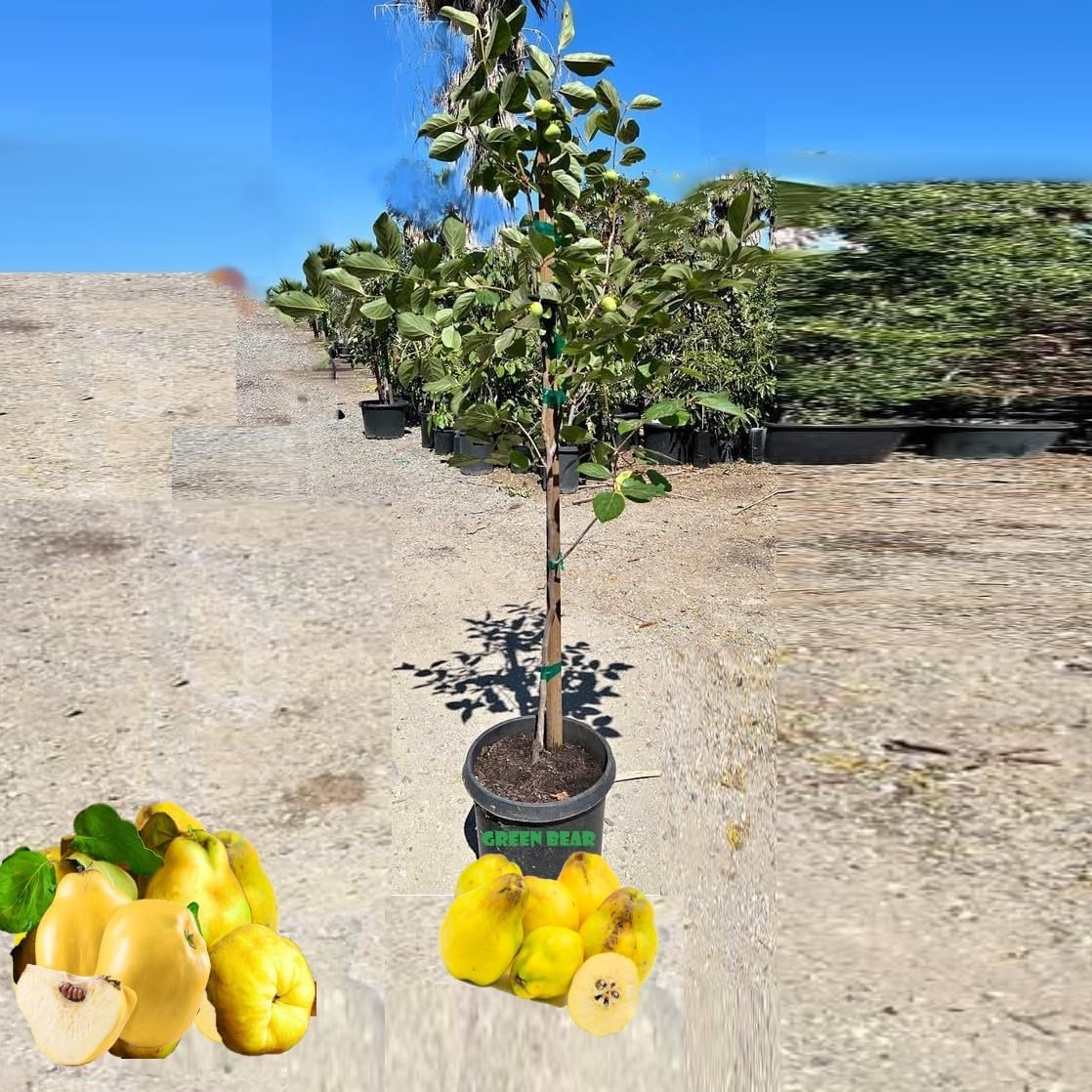 Amazon.com : Grafted Membrillo Quince Fruit Tree, 4-6 Feet Tall, Potted ...