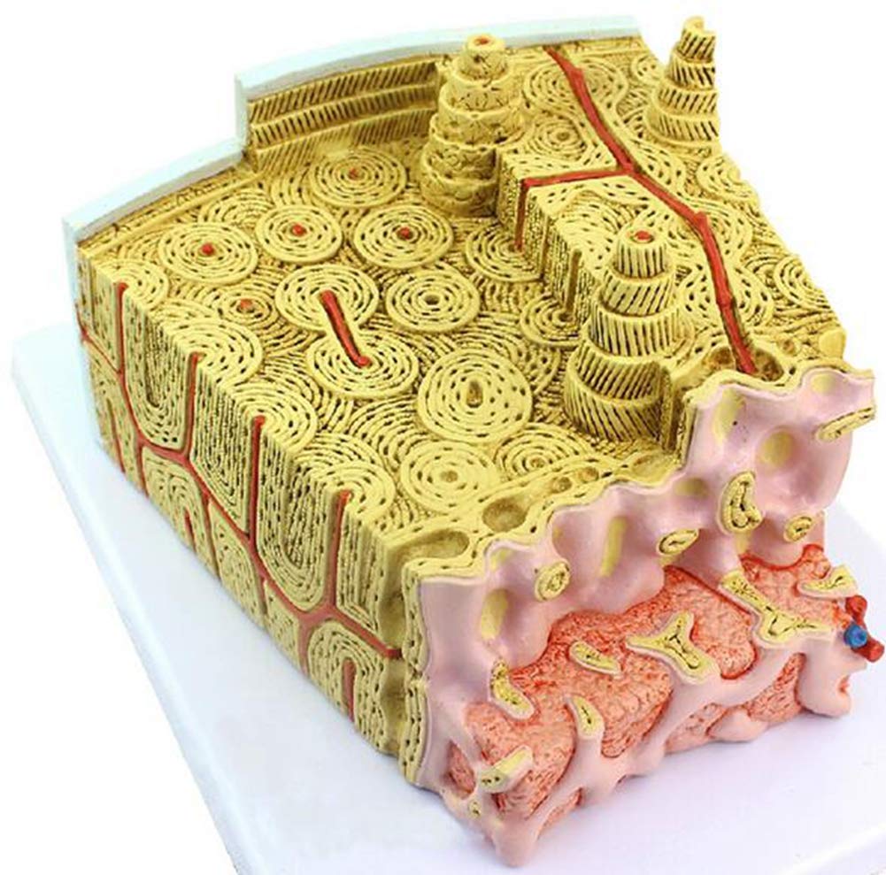 Buy JL Medical Human Structure Microscopic Magnification Model d 80X ...