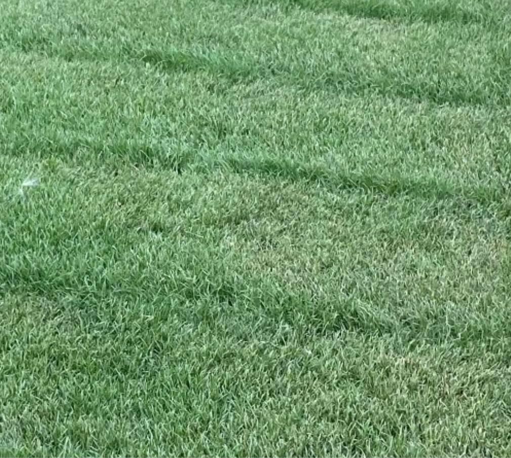 Amazon.com : Tahoma 31 | Bermuda Grass Plugs - 200 Large Plugs, Fast ...