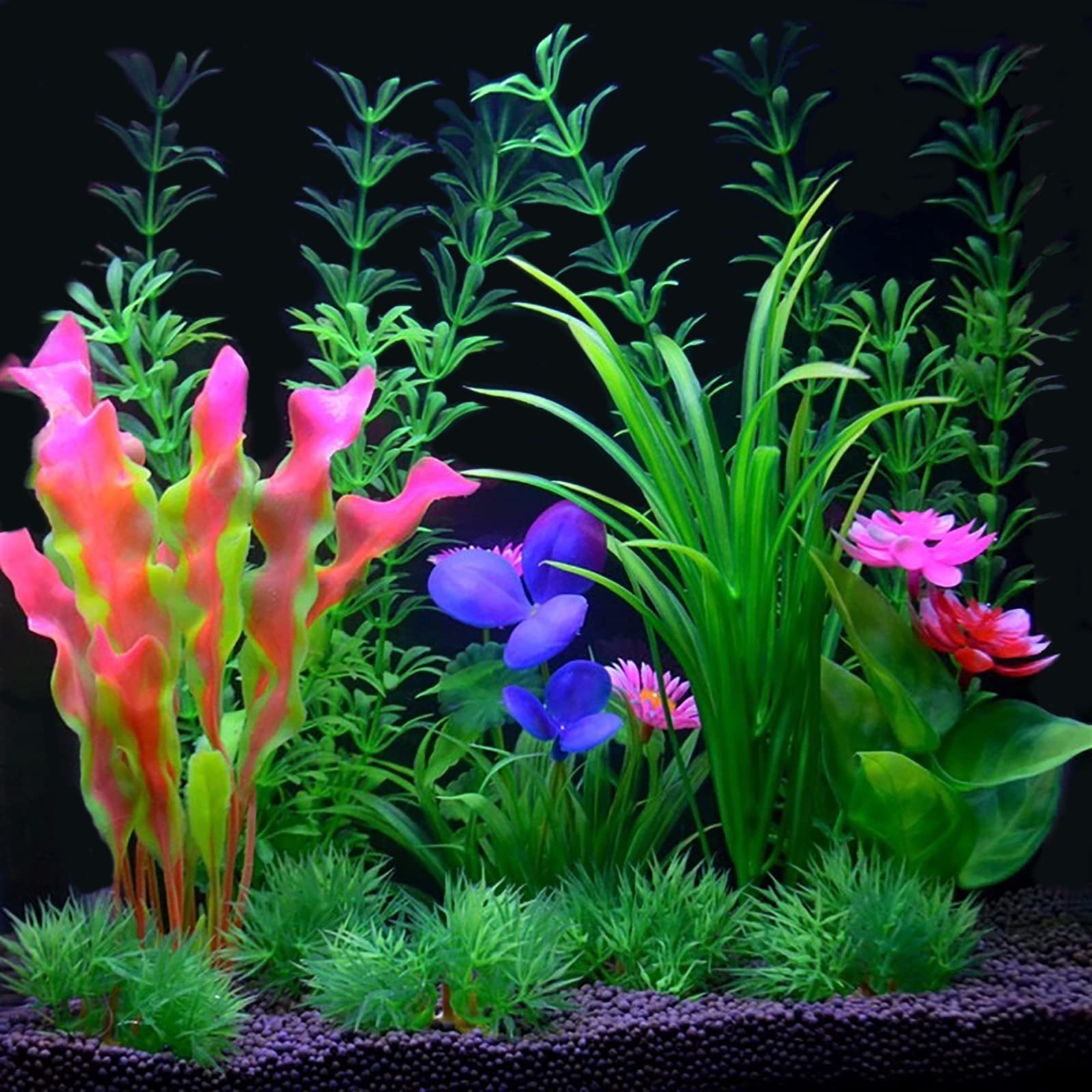 Colorful Freshwater Aquarium Plants