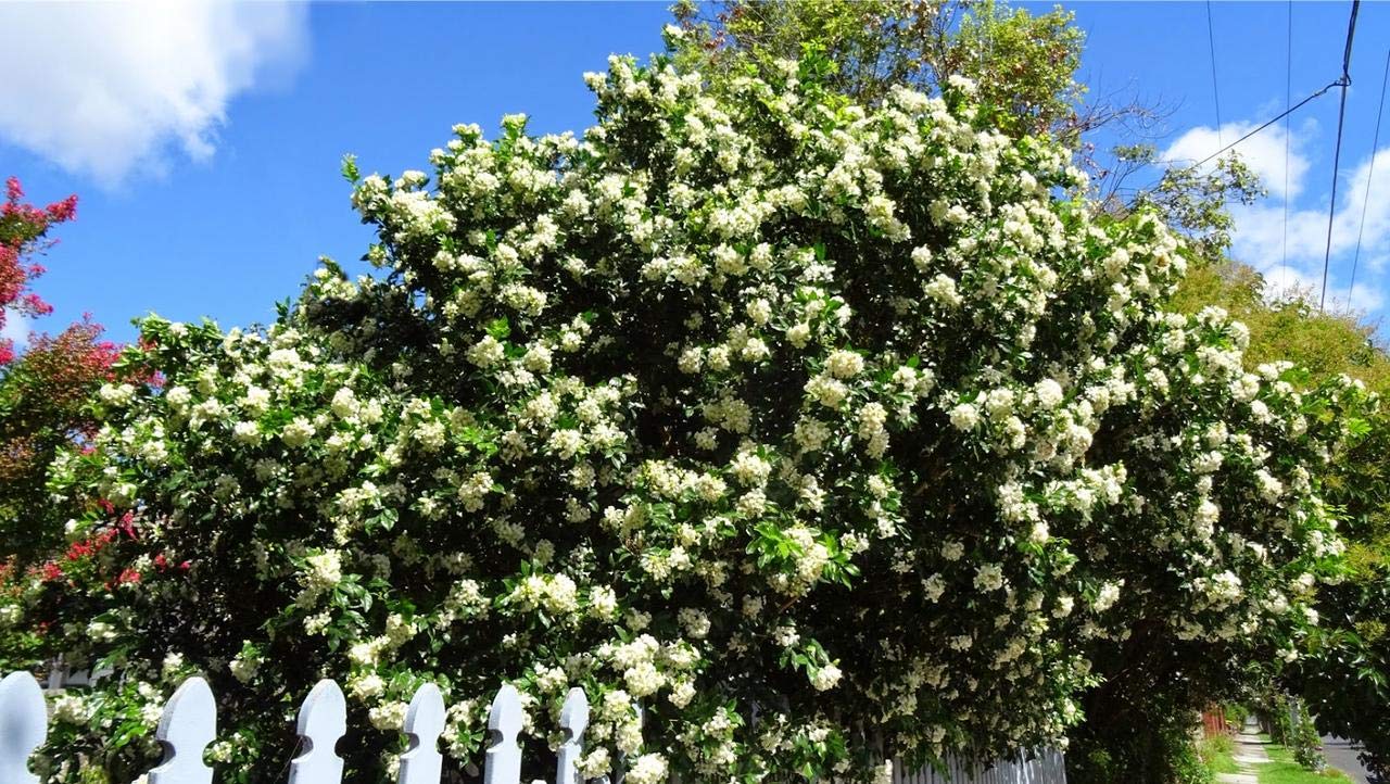 Rain Forest Tropical Flower Murraya Paniculata Orange jessamine Mara ...