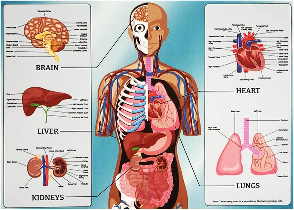 Amazon.com: Arrow 1851 Human Organs 1000 Piece Puzzle for Adults & Kids ...