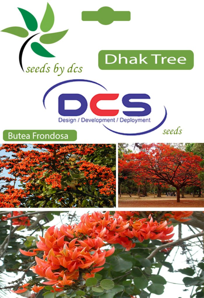 DCS Dhak Tree Seeds (White) : Amazon.in: Garden & Outdoors