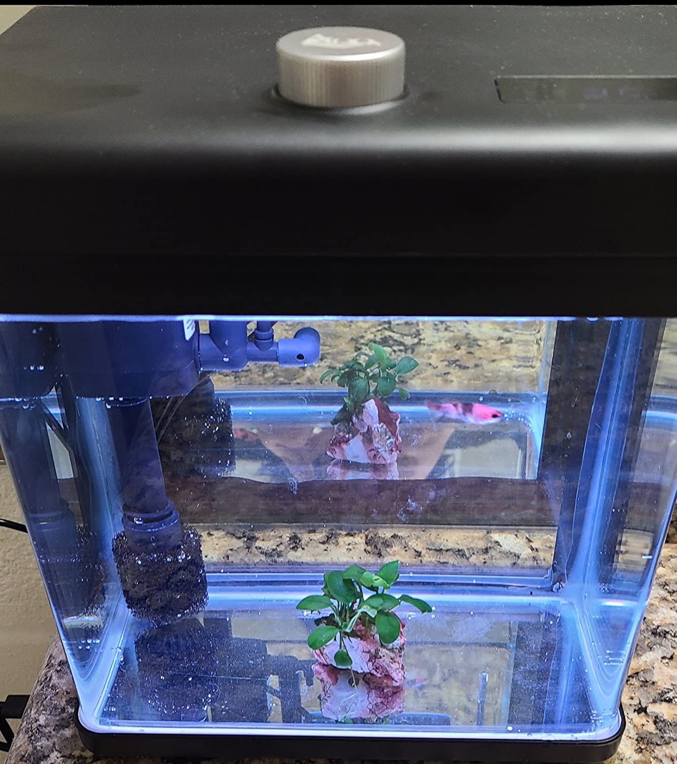 Small Aquarium AQQA 2.4 Gallon Glass Aquarium Tank Kit With LED Lights ...