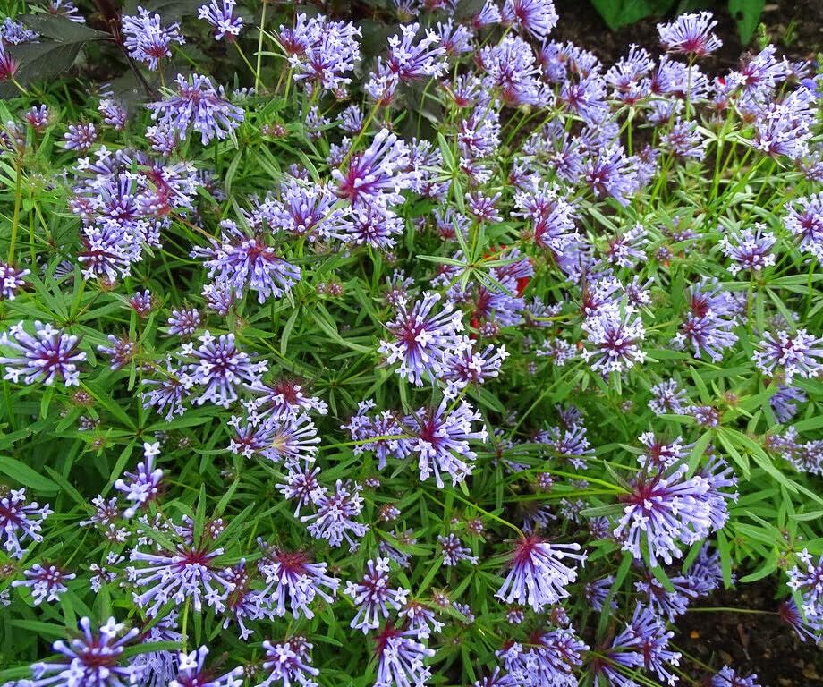 Blue Woodruff 700 Seeds + Freebie + Plant tag Asperula Orientalis ...